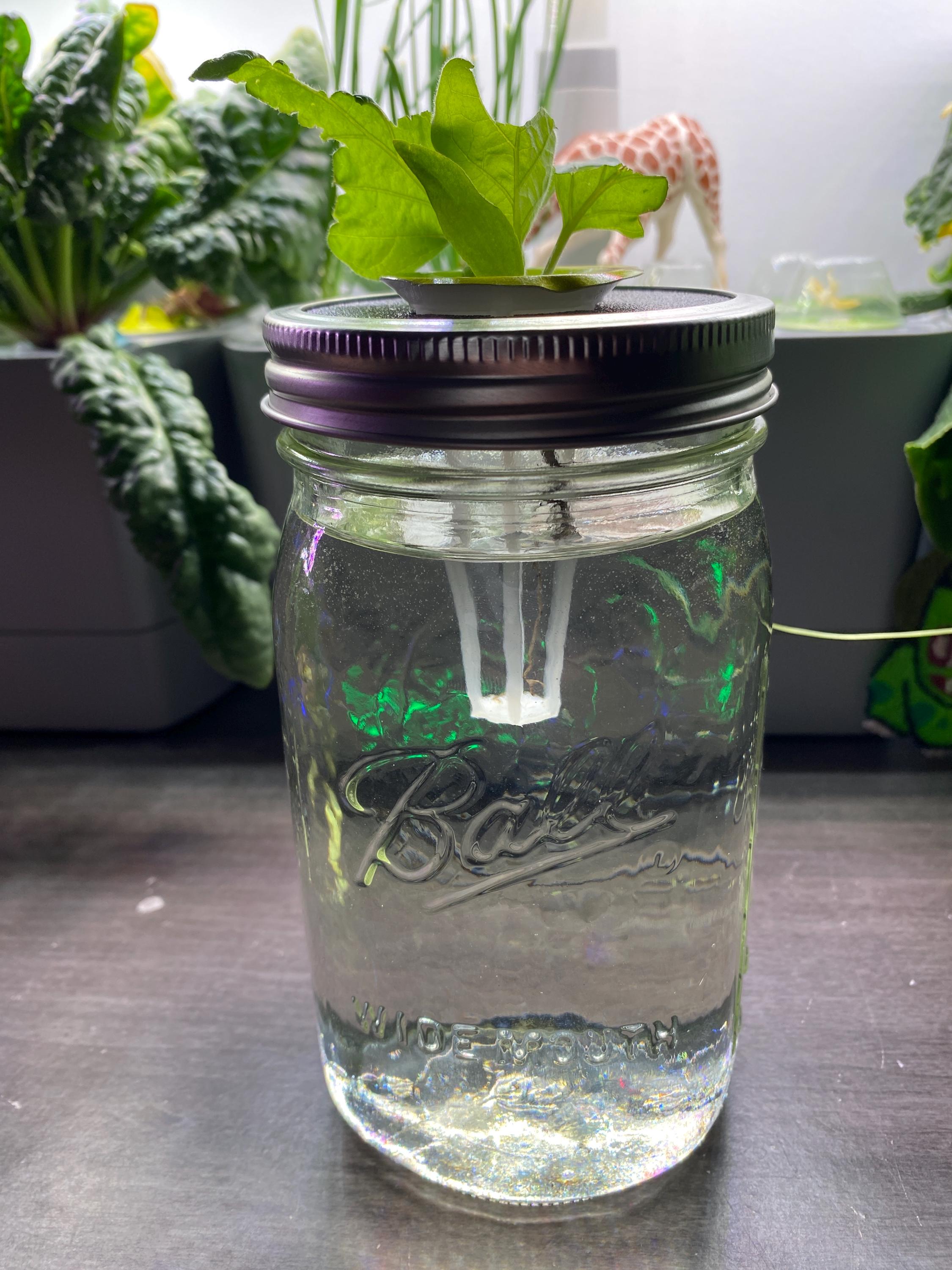 Aerogarden Pod Mason Jar Adapter for Kratky Gardening - Etsy
