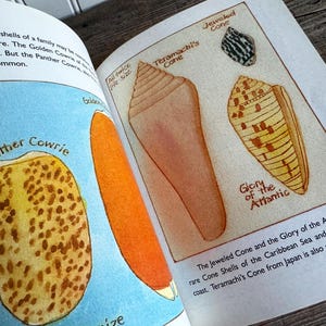 Discovering Seashells by Douglas Florian 1986 Children's Book Hardcover ...