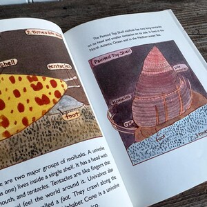 Discovering Seashells by Douglas Florian 1986 Children's Book Hardcover ...