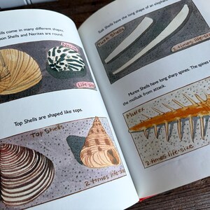 Discovering Seashells by Douglas Florian 1986 Children's Book Hardcover ...