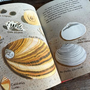 Discovering Seashells by Douglas Florian 1986 Children's Book Hardcover ...