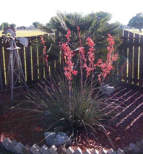 RED YUCCA Live PLANT +++ 2025 ~ 50 Seeds ~ ~ Perennial ~ Hummers Love ...