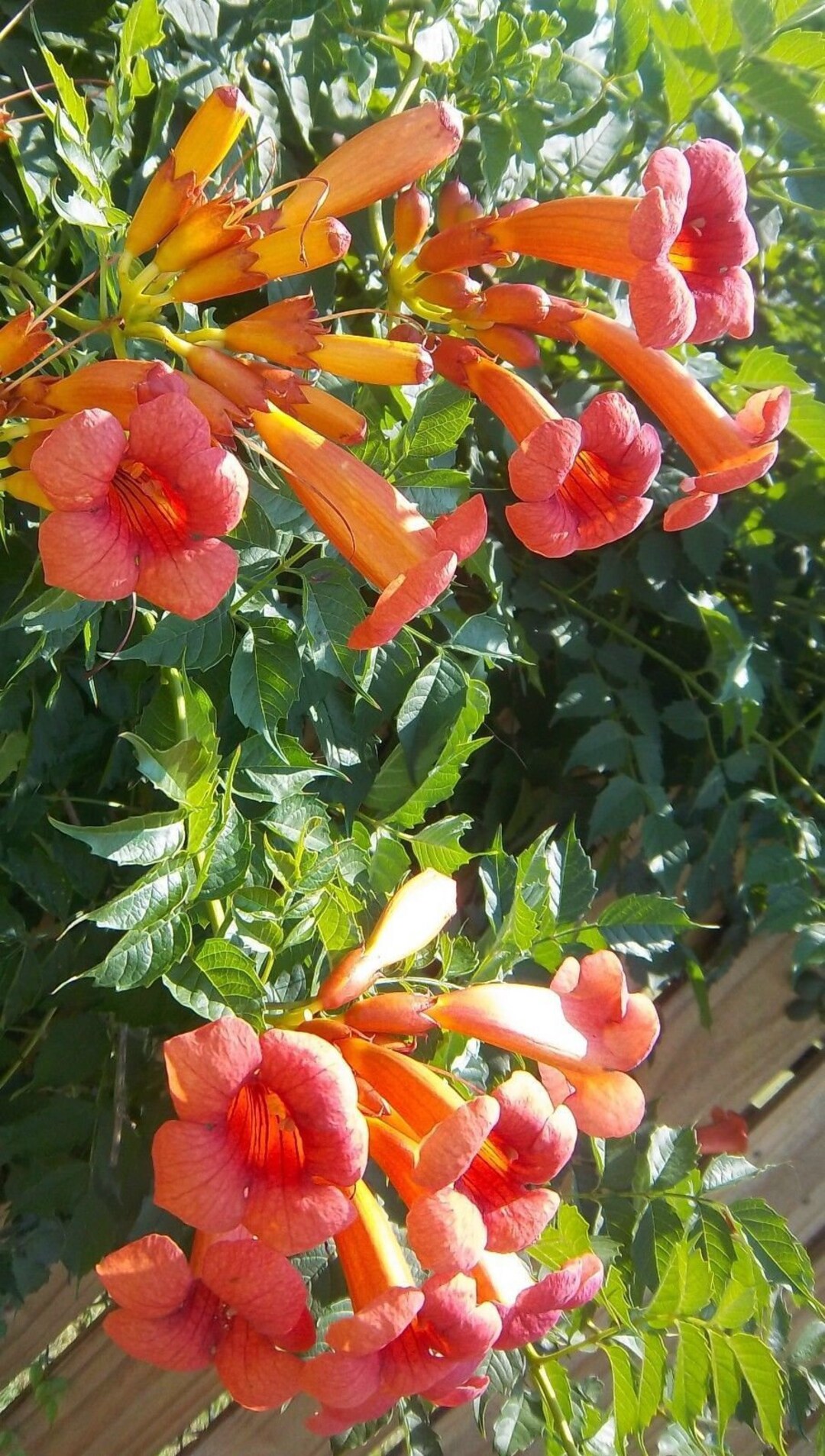 Live Trumpet Vine Plant – Orange Flowers, Hummingbird Garden + 50 Seeds ...