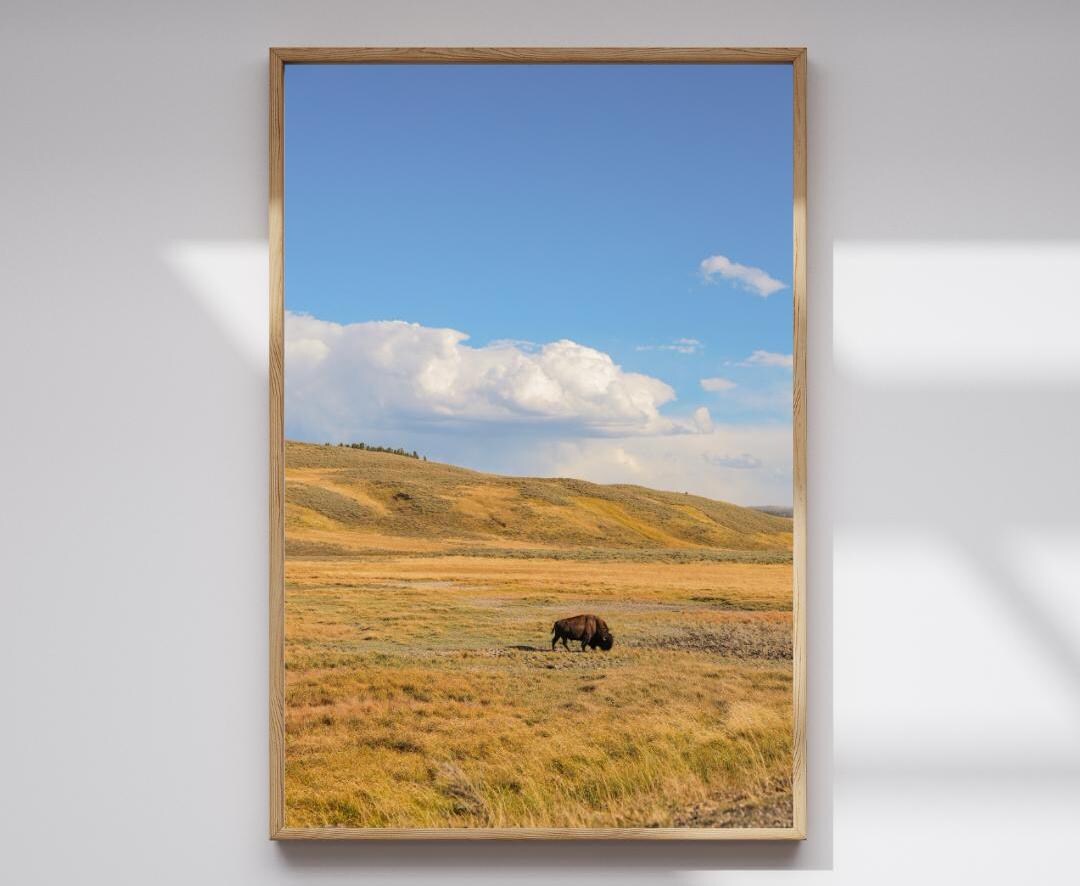 Western Buffalo Wall Art, Bison in Wyoming, Yellowstone Bison Landscape ...