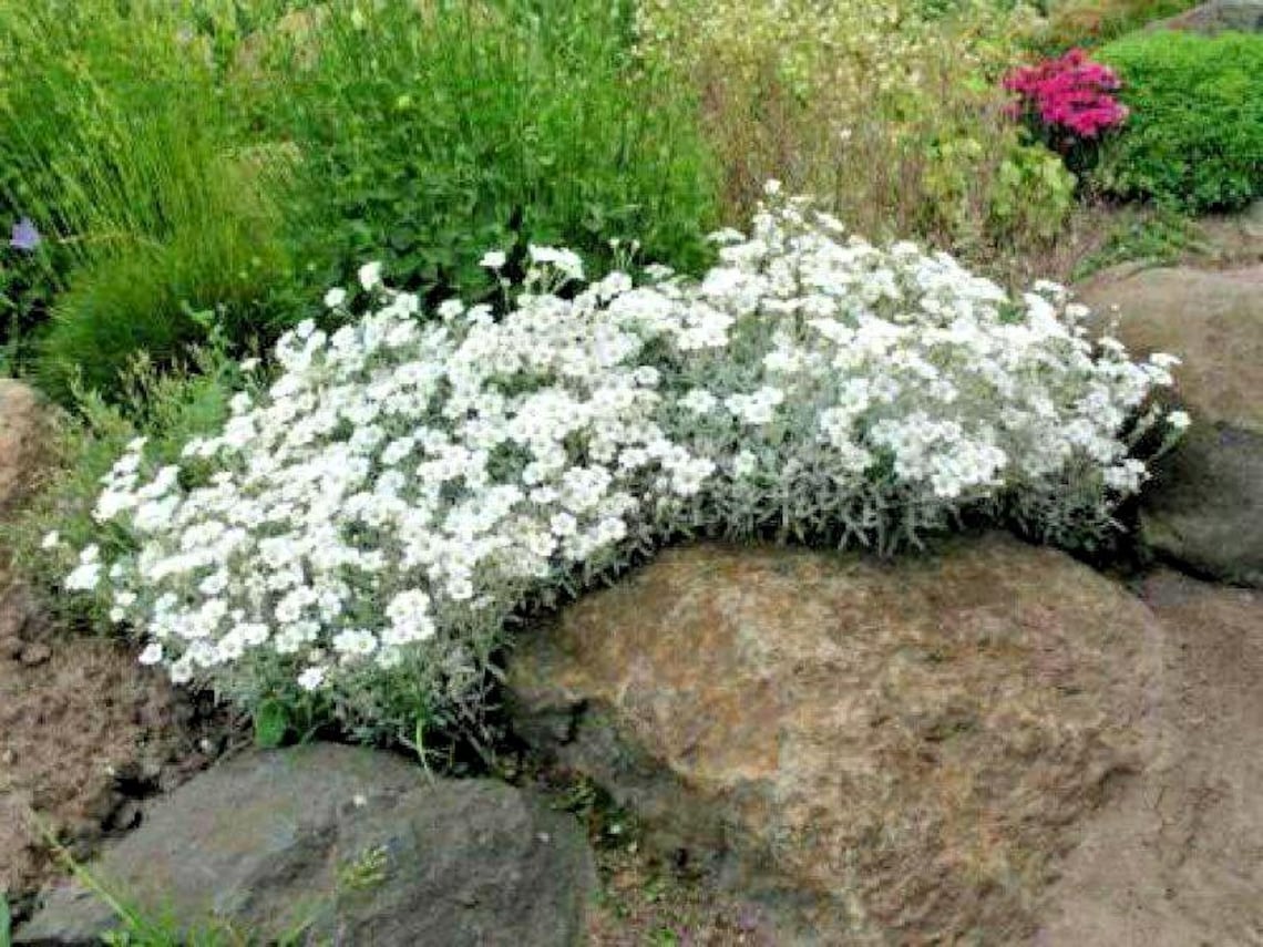 Snow in Summer Flower Seeds: Perennial Drought Tolerant Groundcover - Etsy