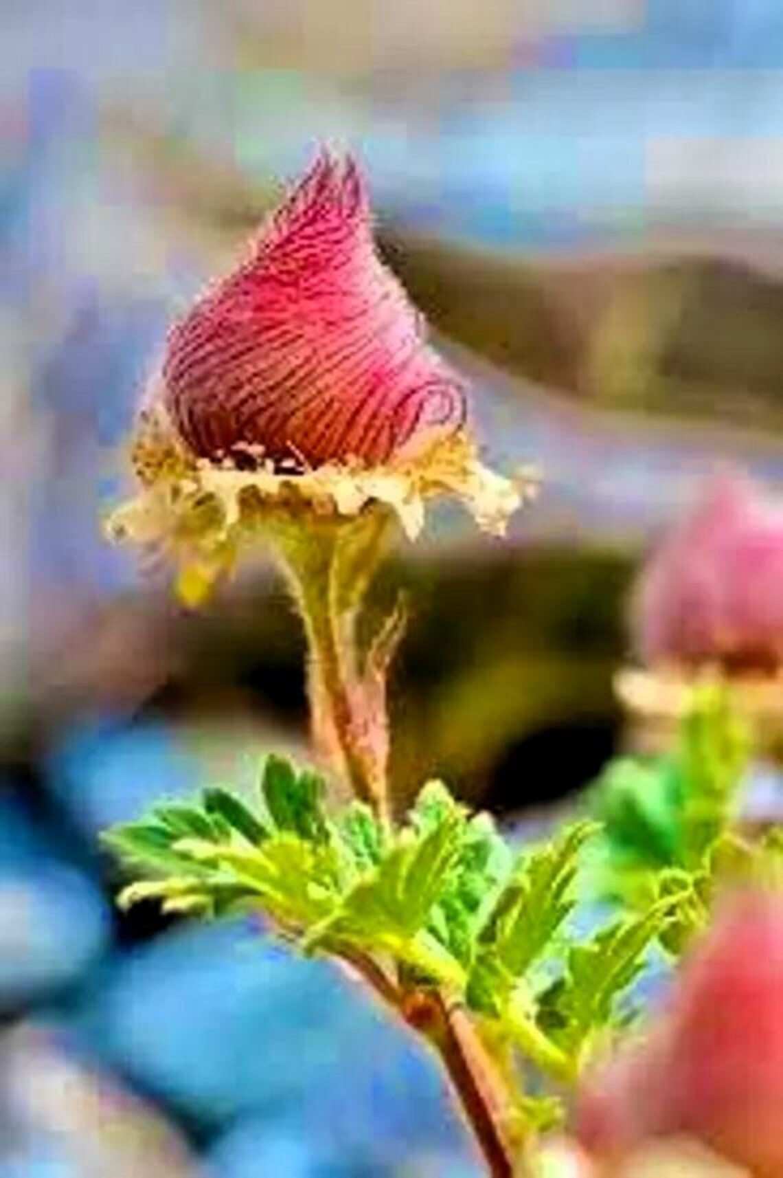 20 Prairie Smoke Fire Seeds, Rare Bonsai Seeds, Garden Planting, Black ...