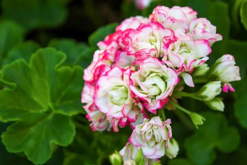 Appleblossom Geranium Seeds: Heirloom, Non-gmo (250+ Seeds) - Etsy