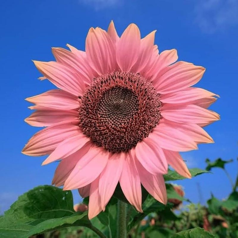 Pink Sunflower - Etsy