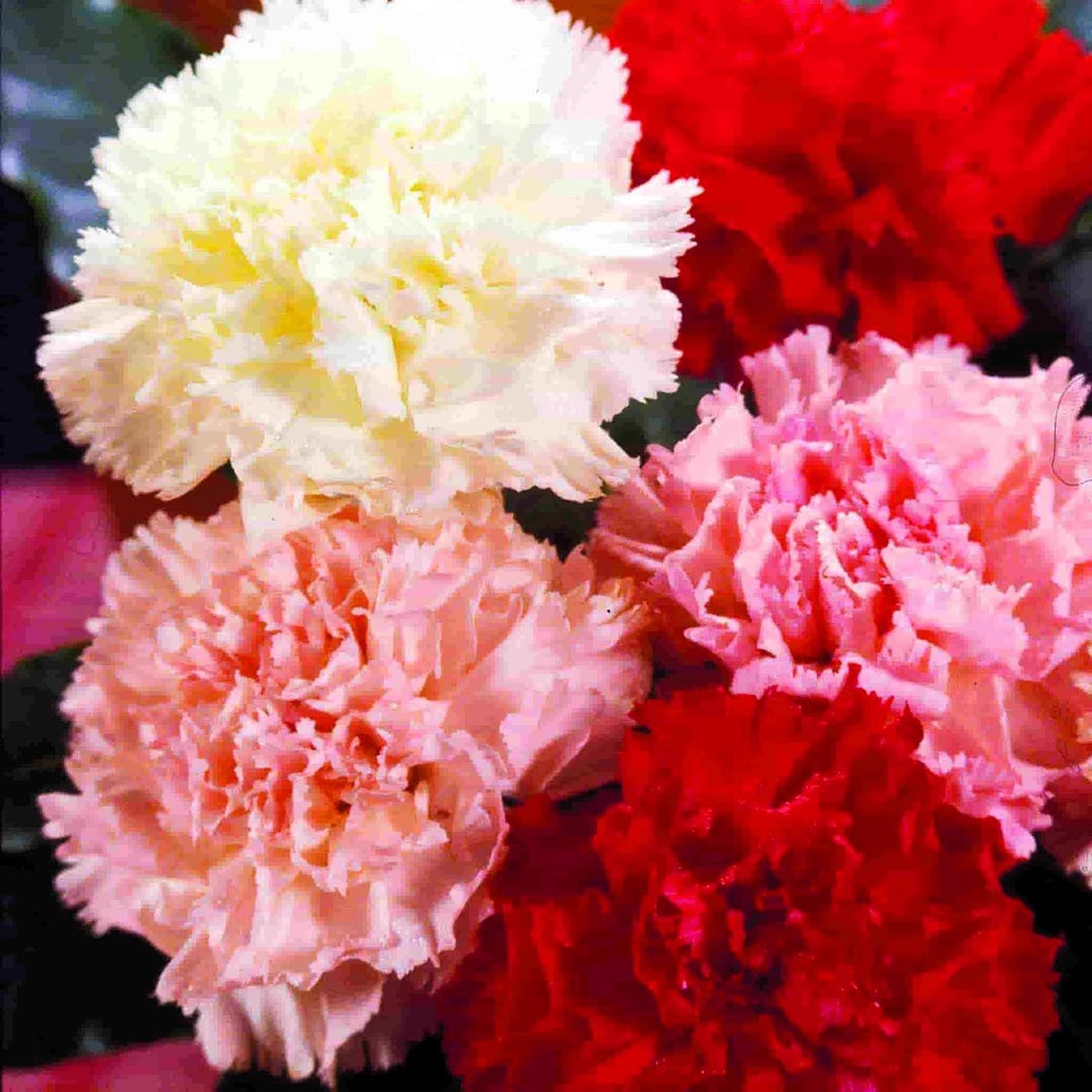 Chabaud Mix Carnation Seeds: Vibrant Garden Annuals - Etsy