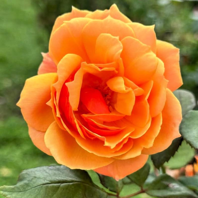 20 Orange Rare Rose Hybrid Tea Seeds: Exotic Flower Bush - Etsy