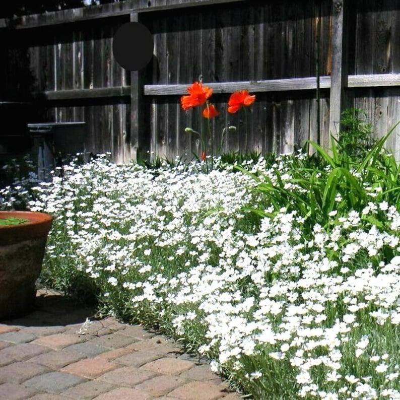 Snow in Summer Flower Seeds: Perennial Drought Tolerant Groundcover - Etsy