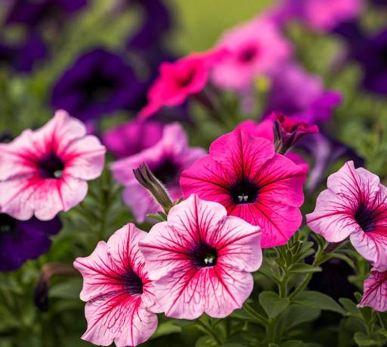 2000+ Hummingbird Mix Petunia Seeds, Butterfly Attracting Flowers, Non ...