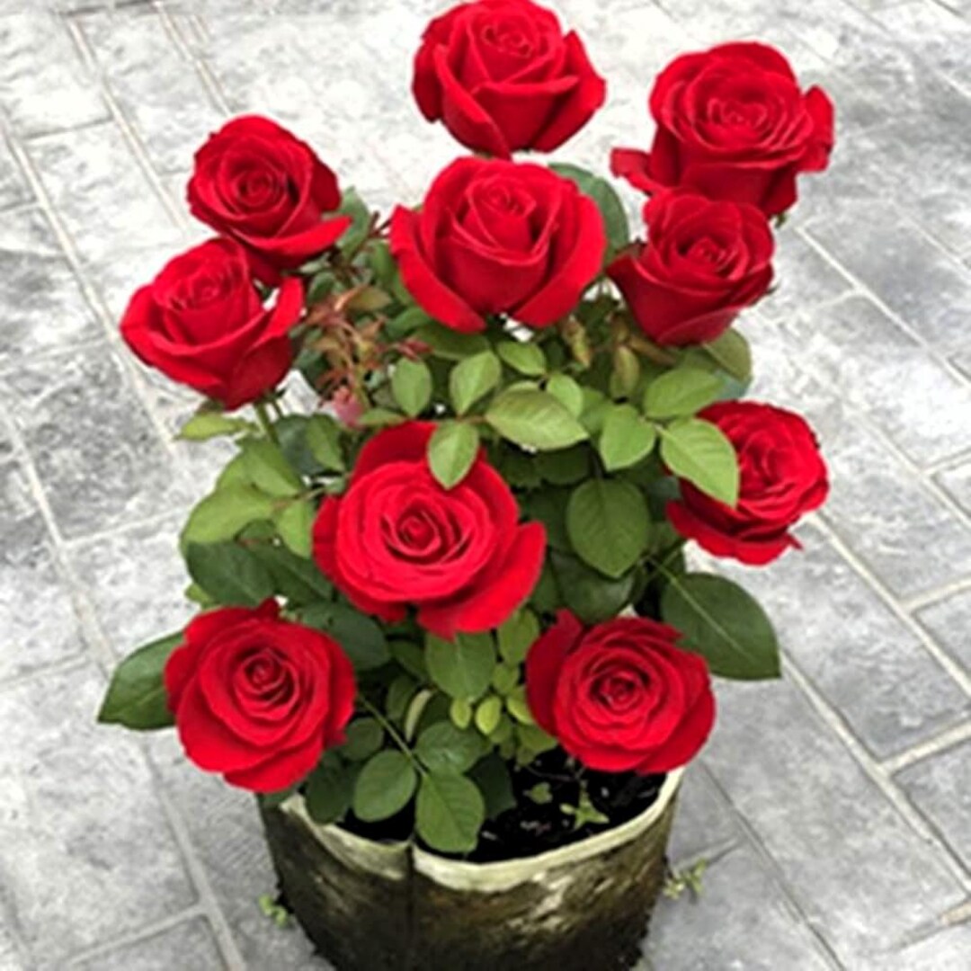 Red Rose Seeds: Heirloom Flower Seeds for Home Garden - Etsy