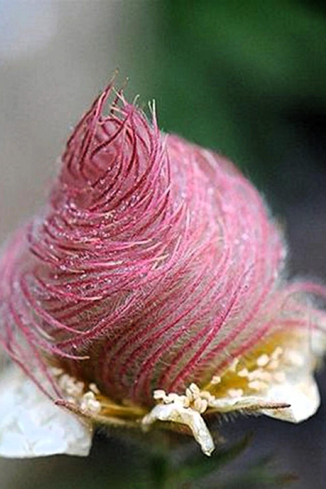 20 Prairie Smoke Fire Seeds, Rare Bonsai Seeds, Garden Planting, Black ...