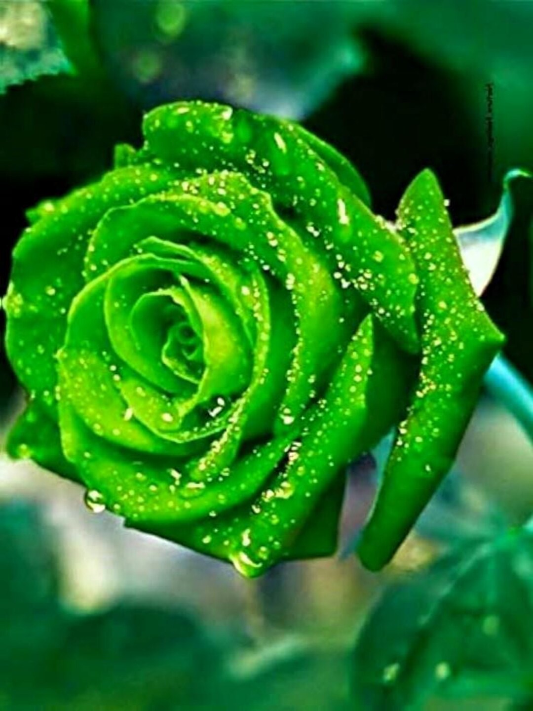20 Light Green Rose Seeds: Hybrid Exotic Flower - Etsy