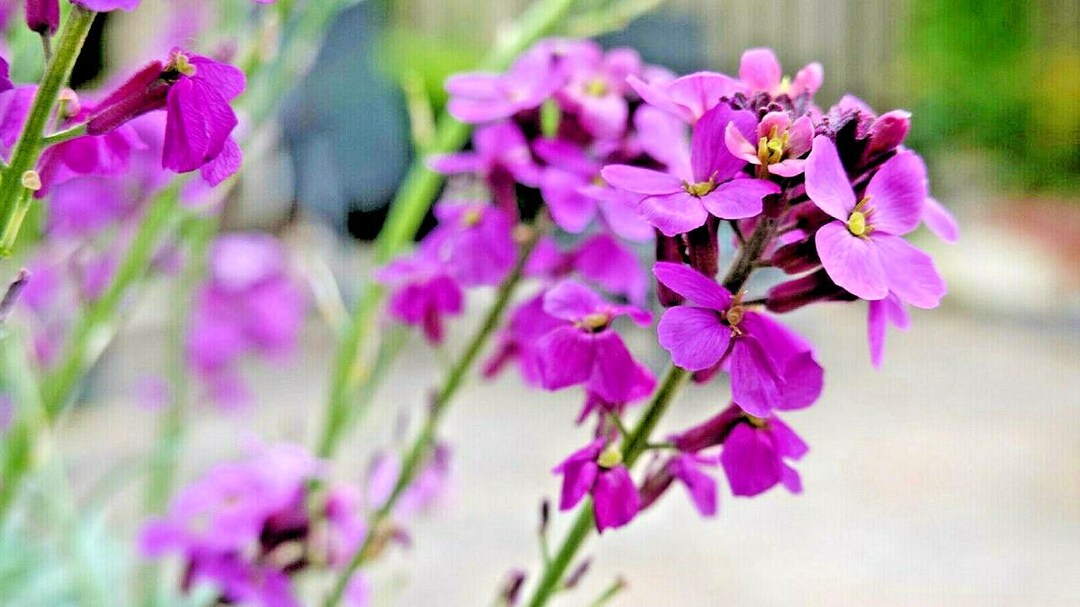 3000 Evening Scented Stock Seeds: Heirloom Matthiola Flower, Garden ...