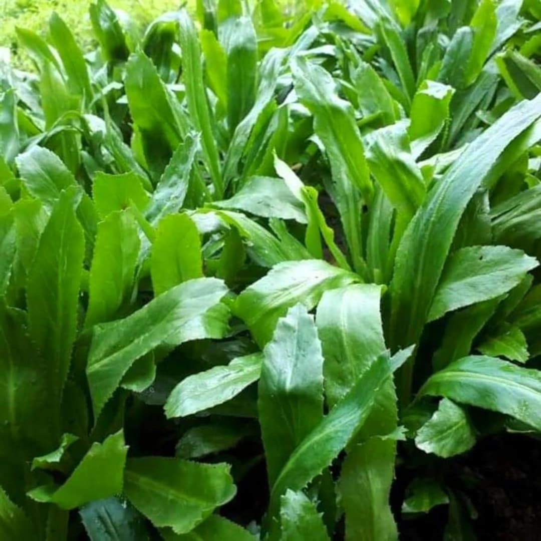 3000 Culantro Seeds – NGO GAI, Mexican Coriander, Recao, Sawtooth Herb ...