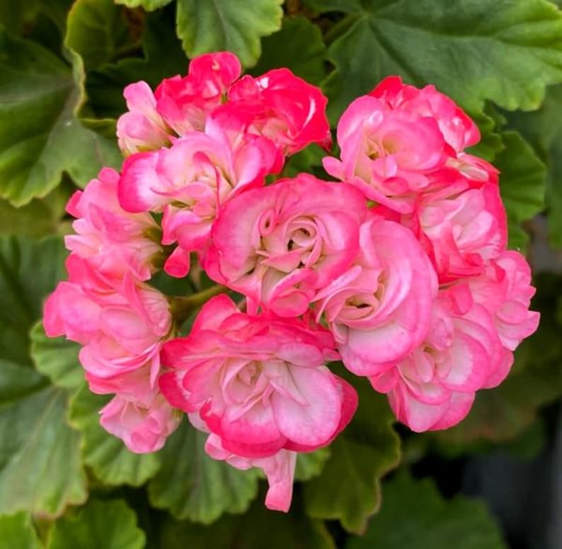 Appleblossom Geranium Seeds: Heirloom, Non-gmo (250+ Seeds) - Etsy