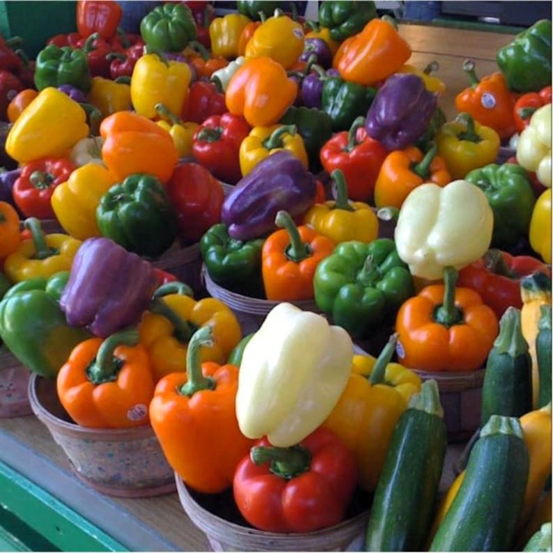 Rainbow Bell Pepper Seeds - Capsicum Annuum - NON-GMO - Vibrant Garden ...