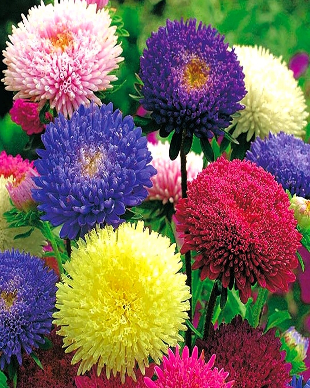 200 Aster Seeds, TALL DOUBLE GREMLIN Mix, 30" Cut Flowers, Sun/part ...