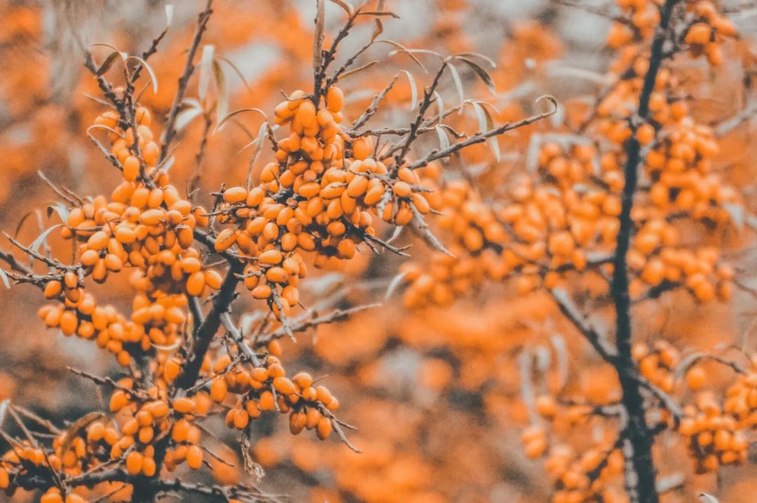 50+ Sea Buckthorn Seeds, Seaberry Edible Fruit Tree, Medicinal Berry ...