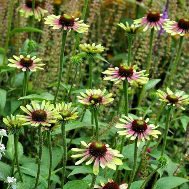 20 Purple Coneflower “green Twister” Seeds – Spring & Summer Flowers ...