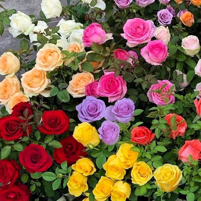 100+ Mixed Rose Seeds – 16 Varieties, Perennial Shrub, Heirloom Open ...