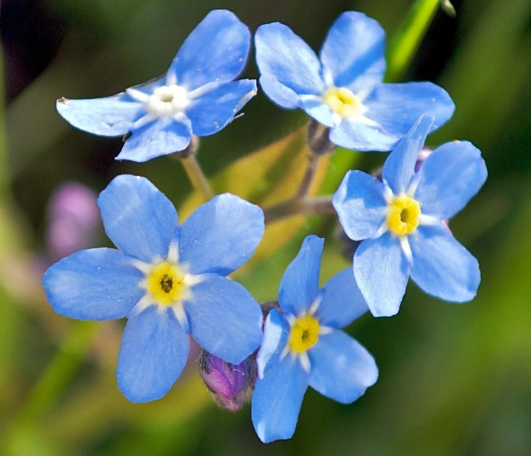 1200+ Forget Me Not Seeds, Pollinator Friendly, Perennial Blooms ...