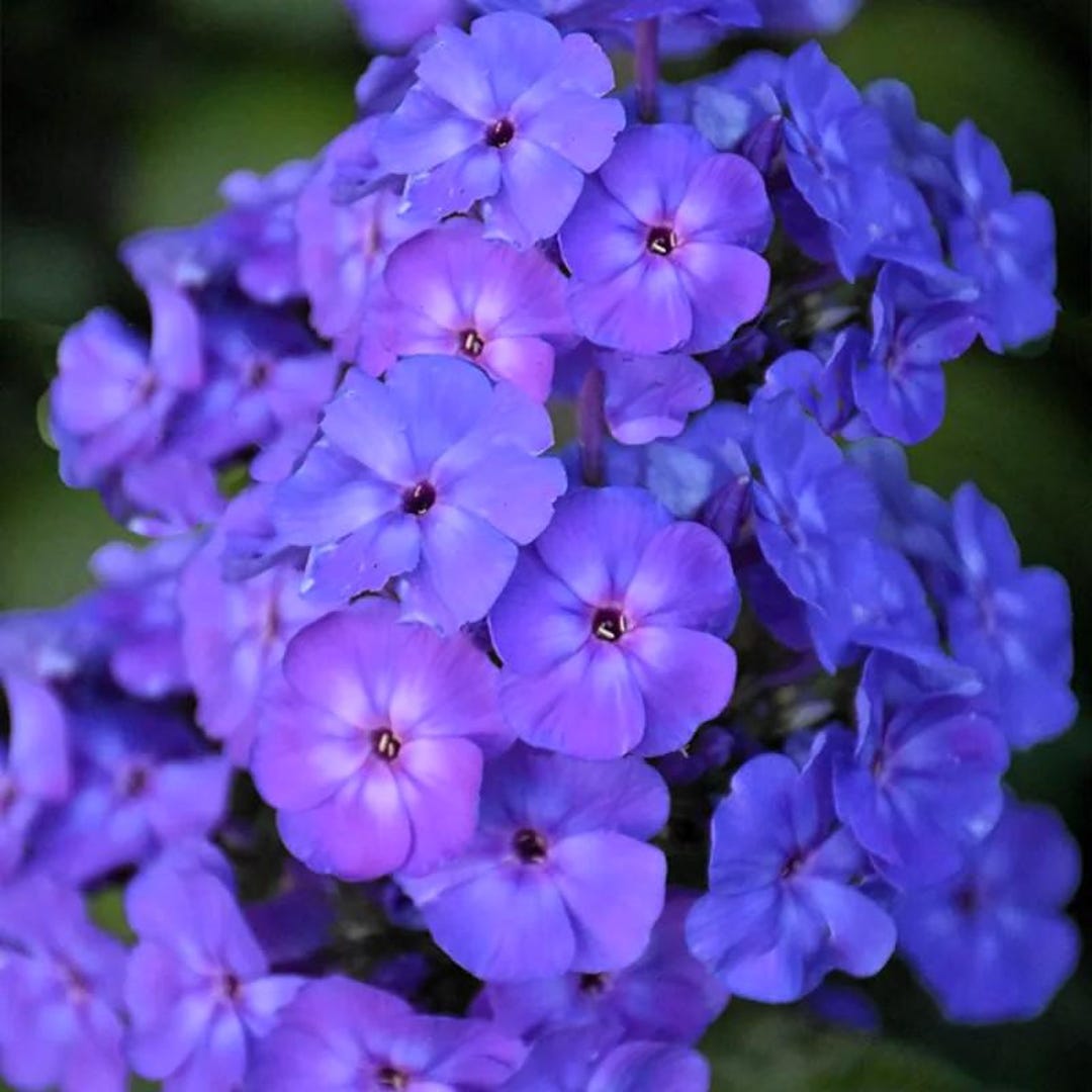 Blue Phlox Flower Seeds: Perennial Cottage Garden Favorites - Etsy