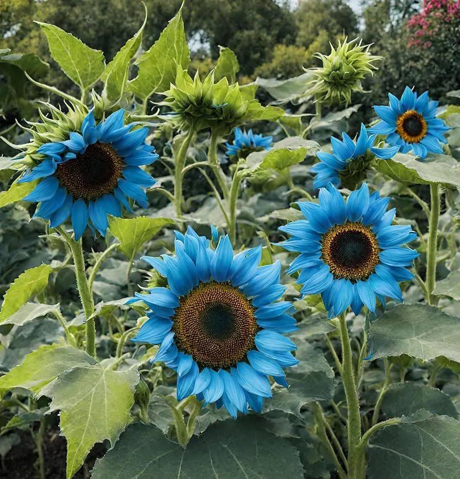 Rare Blue Sunflower Seeds: Organic Hybrid Blooms (50+ Pack) - Etsy