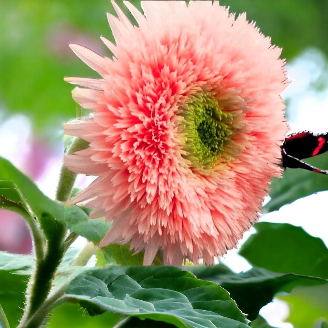 50pcs, Organic Pink Pooh Sunflower Seeds, Non-gmo, Heirloom Flower ...