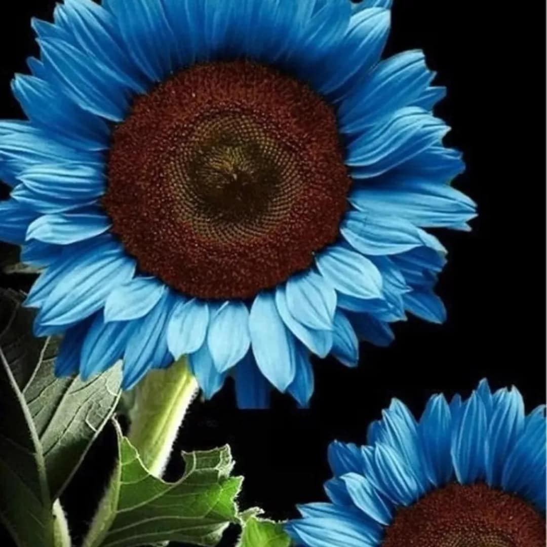 Rare Blue Sunflower Seeds: Organic Hybrid Blooms (50+ Pack) - Etsy
