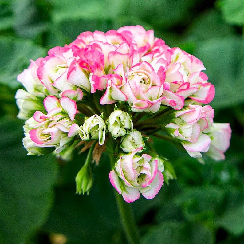 Appleblossom Geranium Seeds: Heirloom, Non-gmo (250+ Seeds) - Etsy