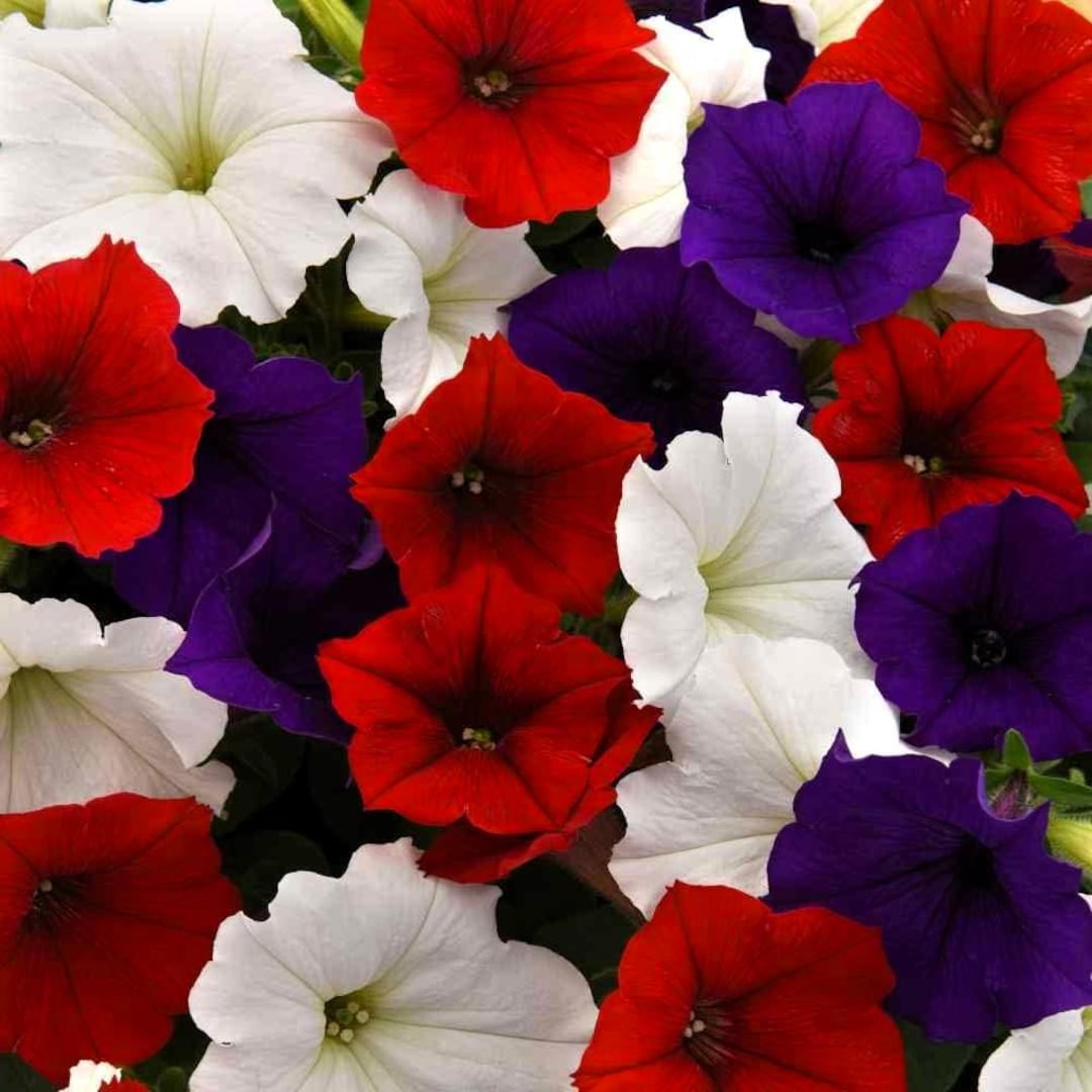 2000+ Hummingbird Mix Petunia Seeds, Butterfly Attracting Flowers, Non ...
