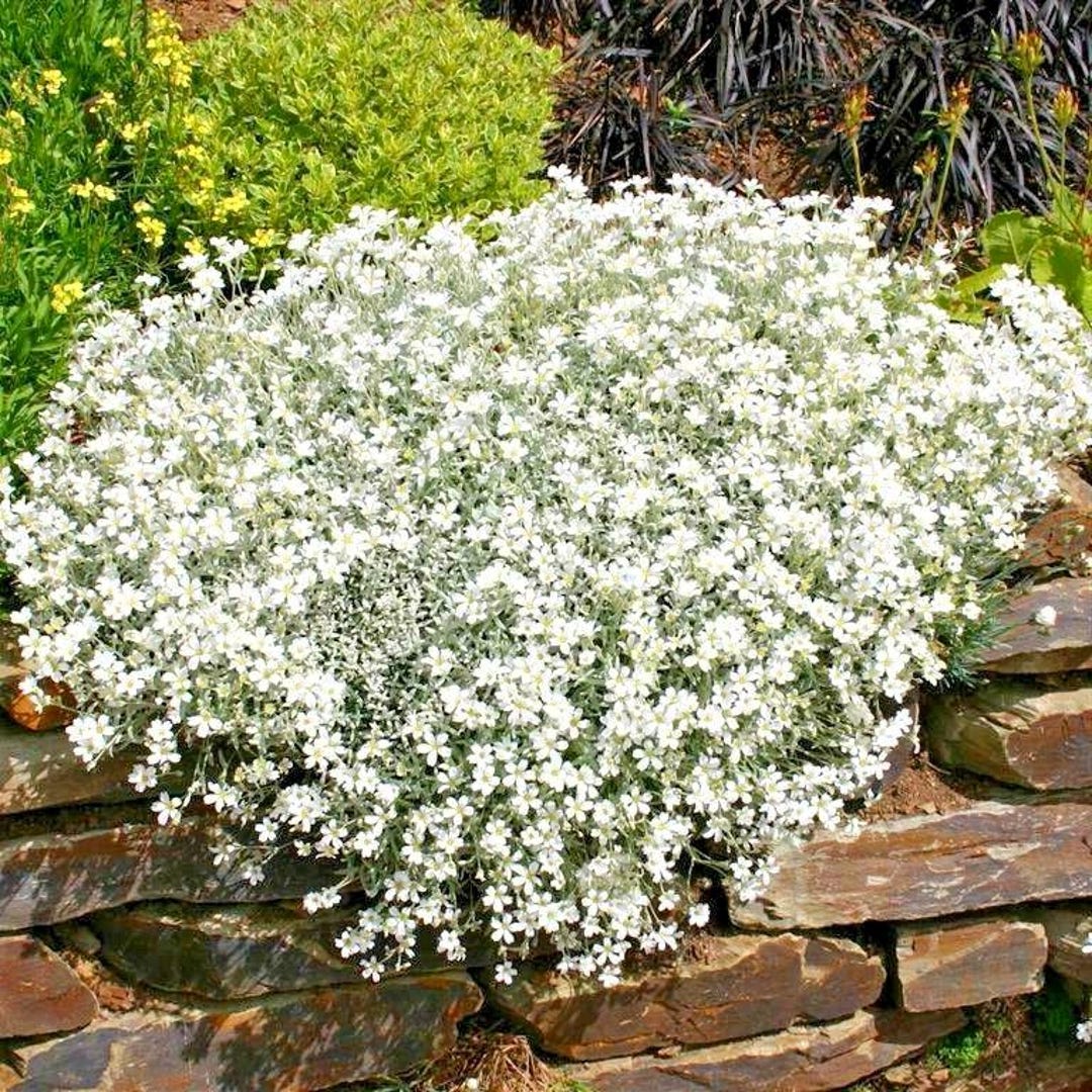 Snow in Summer Flower Seeds: Perennial Drought Tolerant Groundcover - Etsy