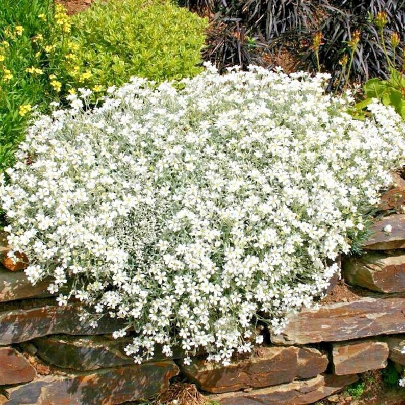 Snow in Summer Flower Seeds: Perennial Drought Tolerant Groundcover - Etsy