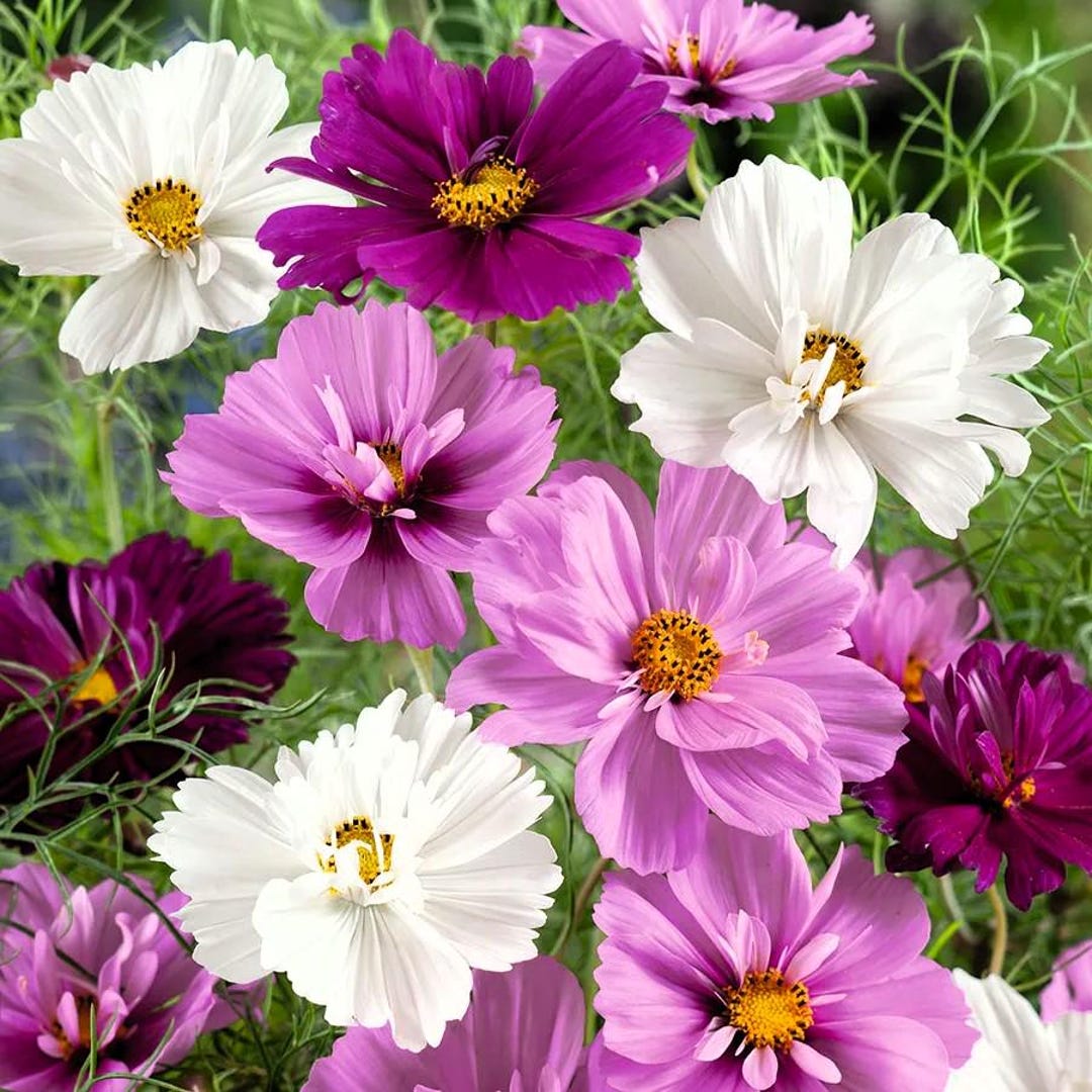 200 Seeds, Double Petal Cosmos Seeds - PSYCHE Mix, Frilly Flowers, Non ...