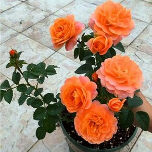 20 Orange Rare Rose Hybrid Tea Seeds: Exotic Flower Bush - Etsy