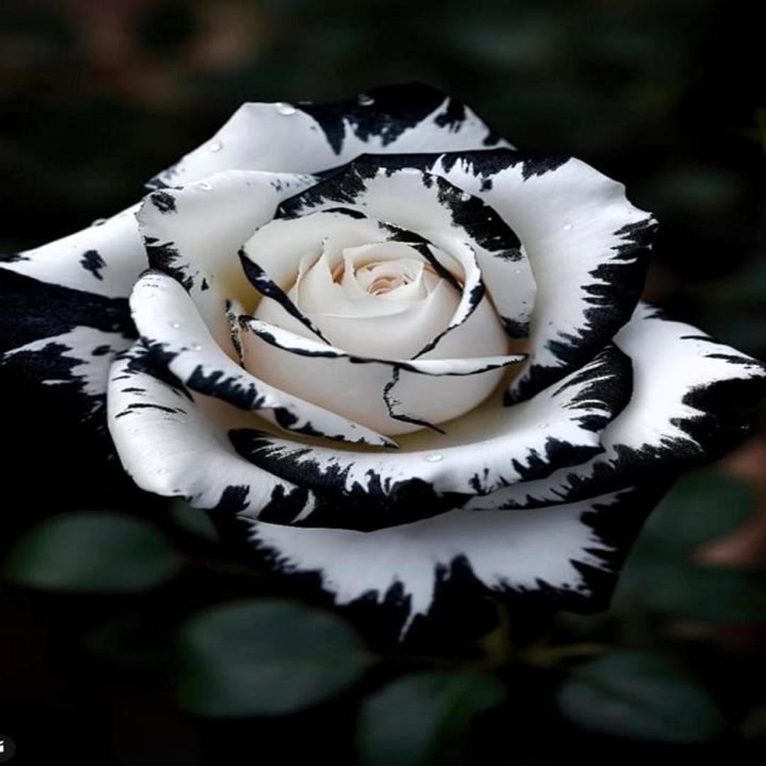 Rare Black & White Rose Seeds: Heirloom Non-gmo (20pcs) - Etsy