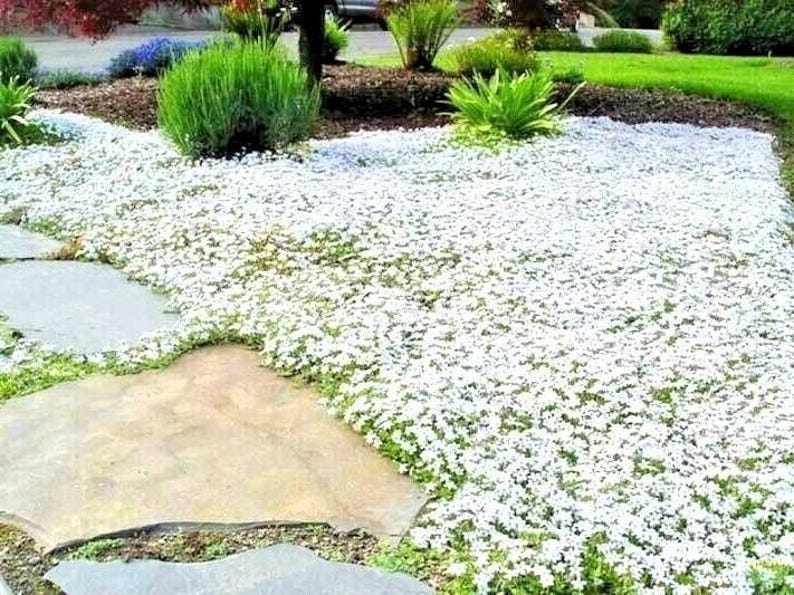 Snow in Summer Flower Seeds: Perennial Drought Tolerant Groundcover - Etsy