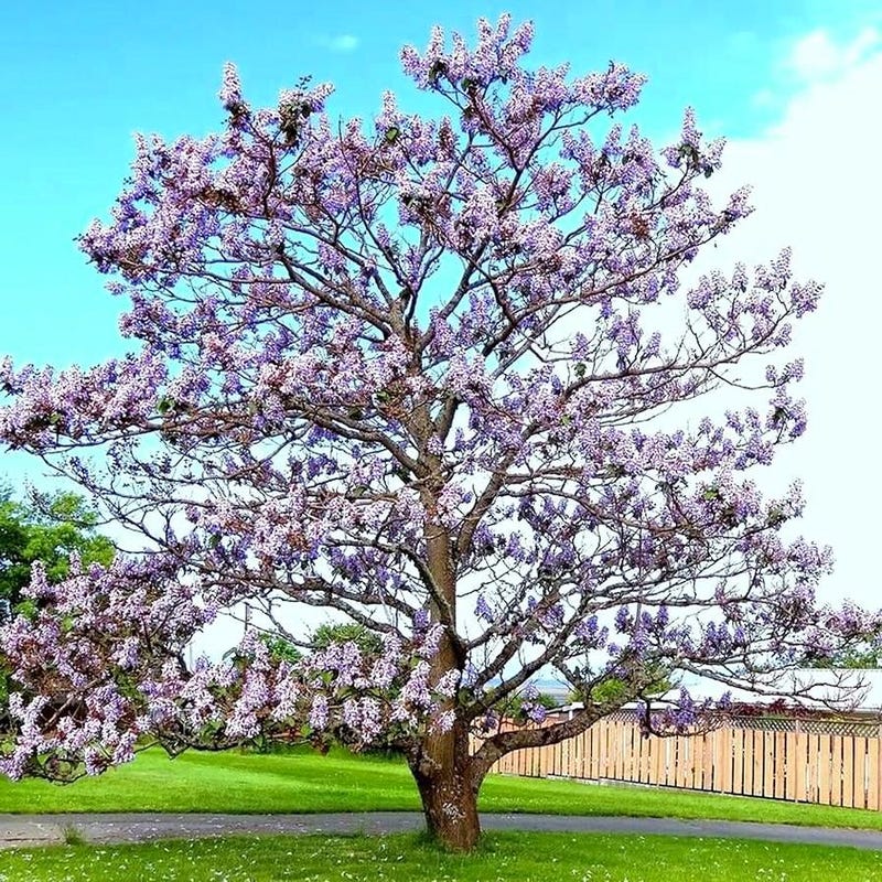 Royal Empress Tree - Etsy