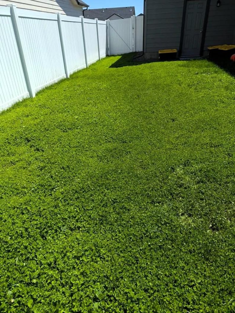 5000+ Micro Clover Seeds: Eco-friendly Lawn Alternative - Etsy