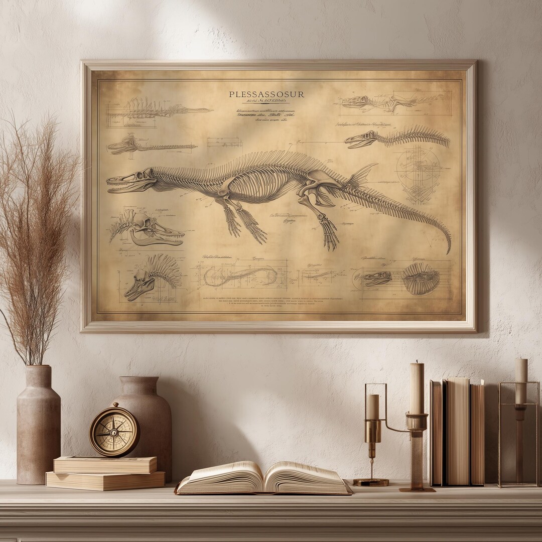 Plesiosaurus Anatomy Print – Vintage Dinosaur Skeleton Scientific ...
