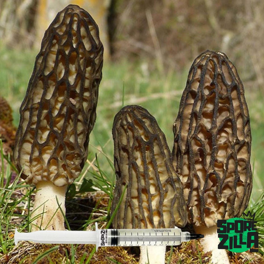 Black Morel Mushroom Liquid Culture Spore Syringe 10cc - Etsy