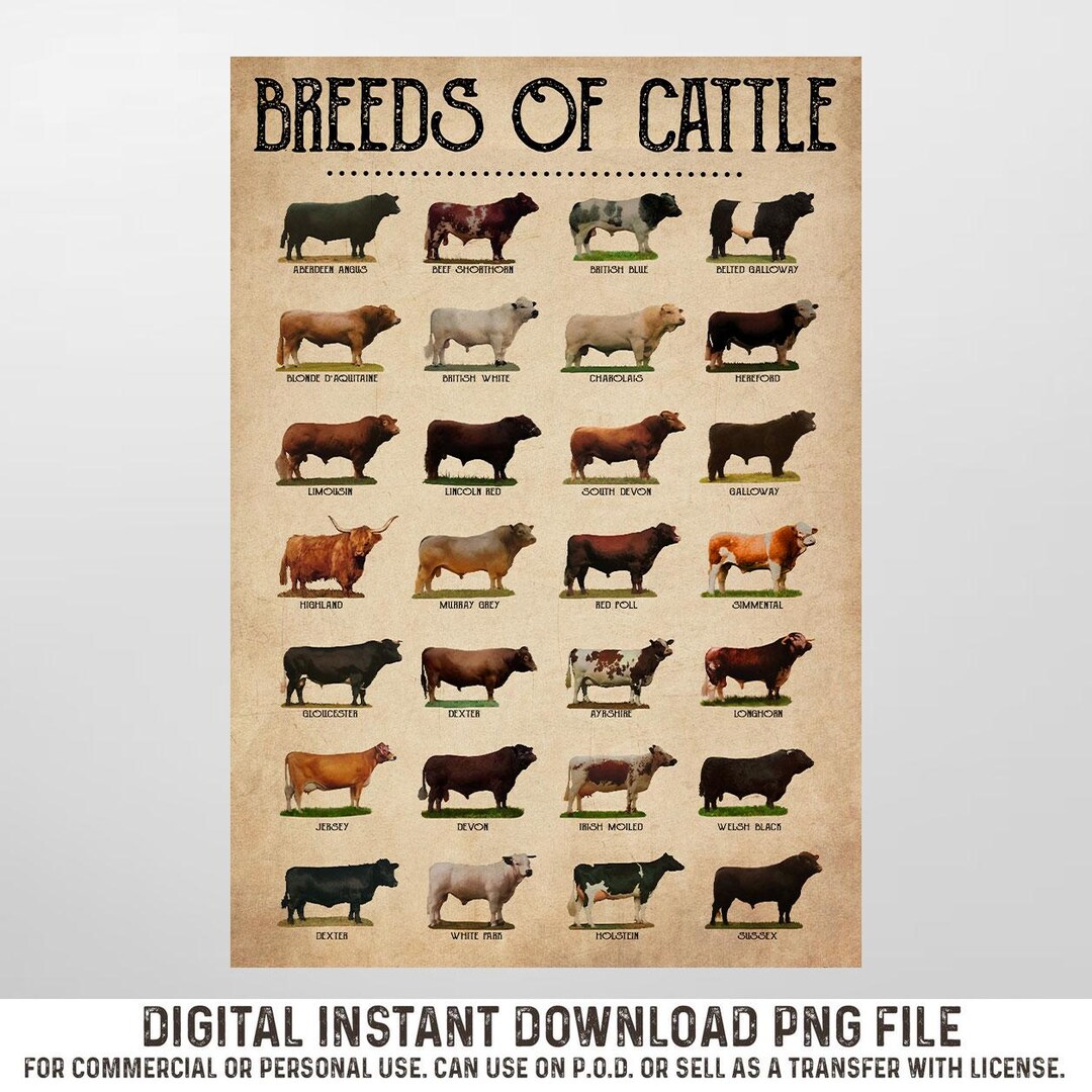 Breeds of Cattle Poster, Types of Cattle, Cattle Knowledge, Vintage ...