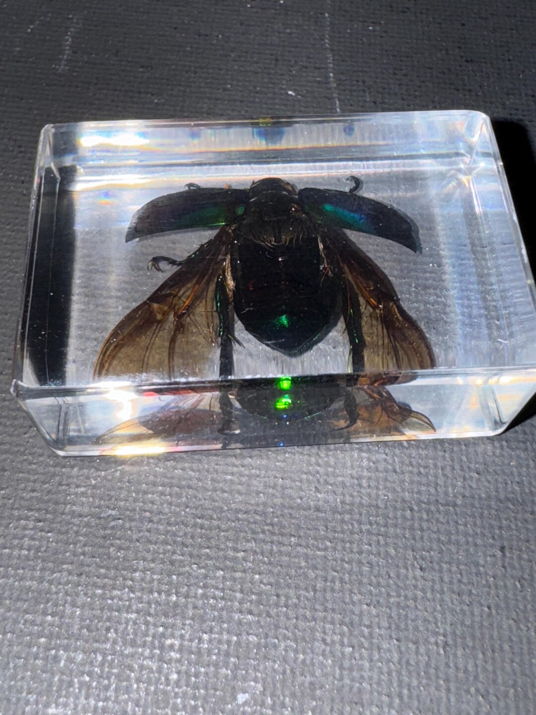 Bug Encased in Resin - Etsy