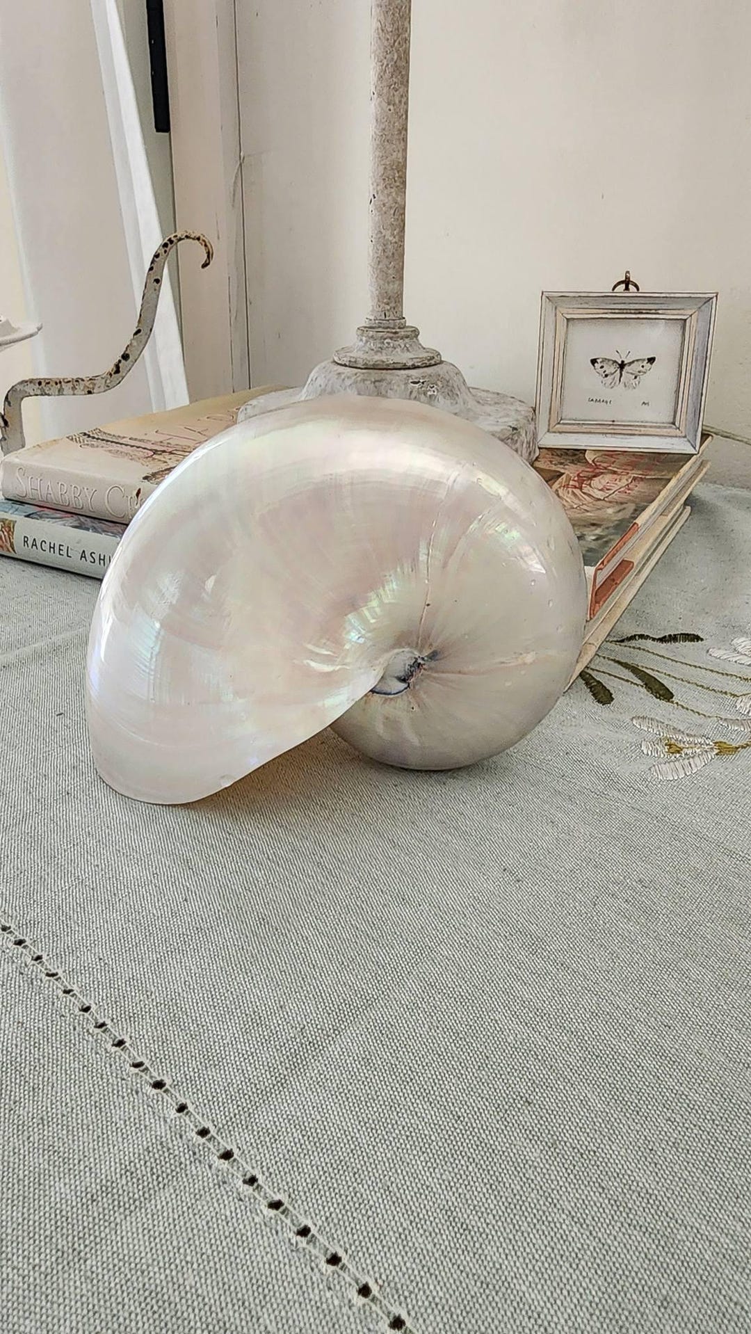 Nautilus Seashell Real Shell - Large - Etsy