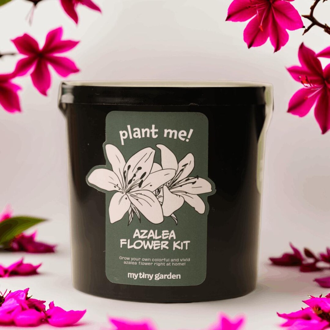 Azalea Growing Kit - Grow Your Own Stunning Azaleas - Etsy
