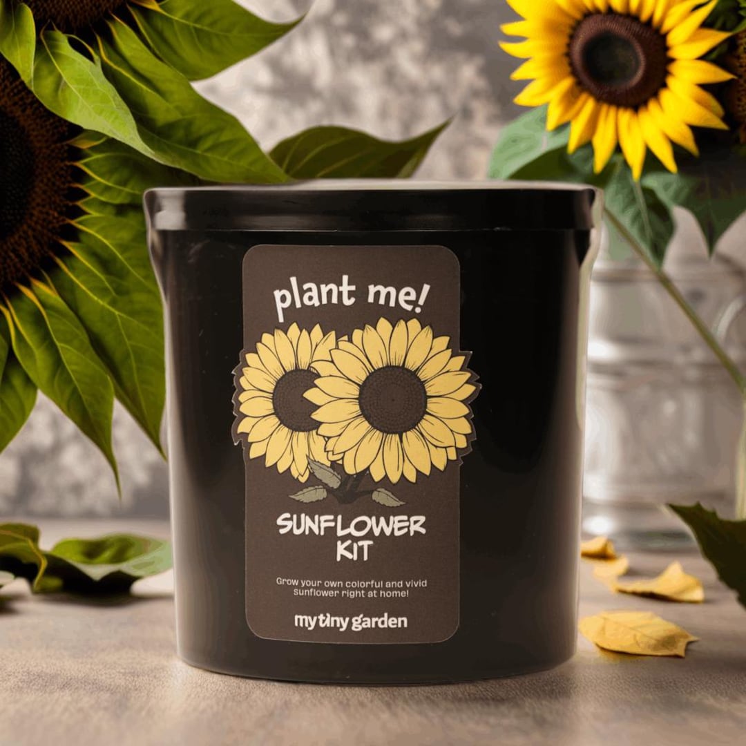Sunflower Growing Kit - Grow Your Own Stunning Sunflowers - Etsy
