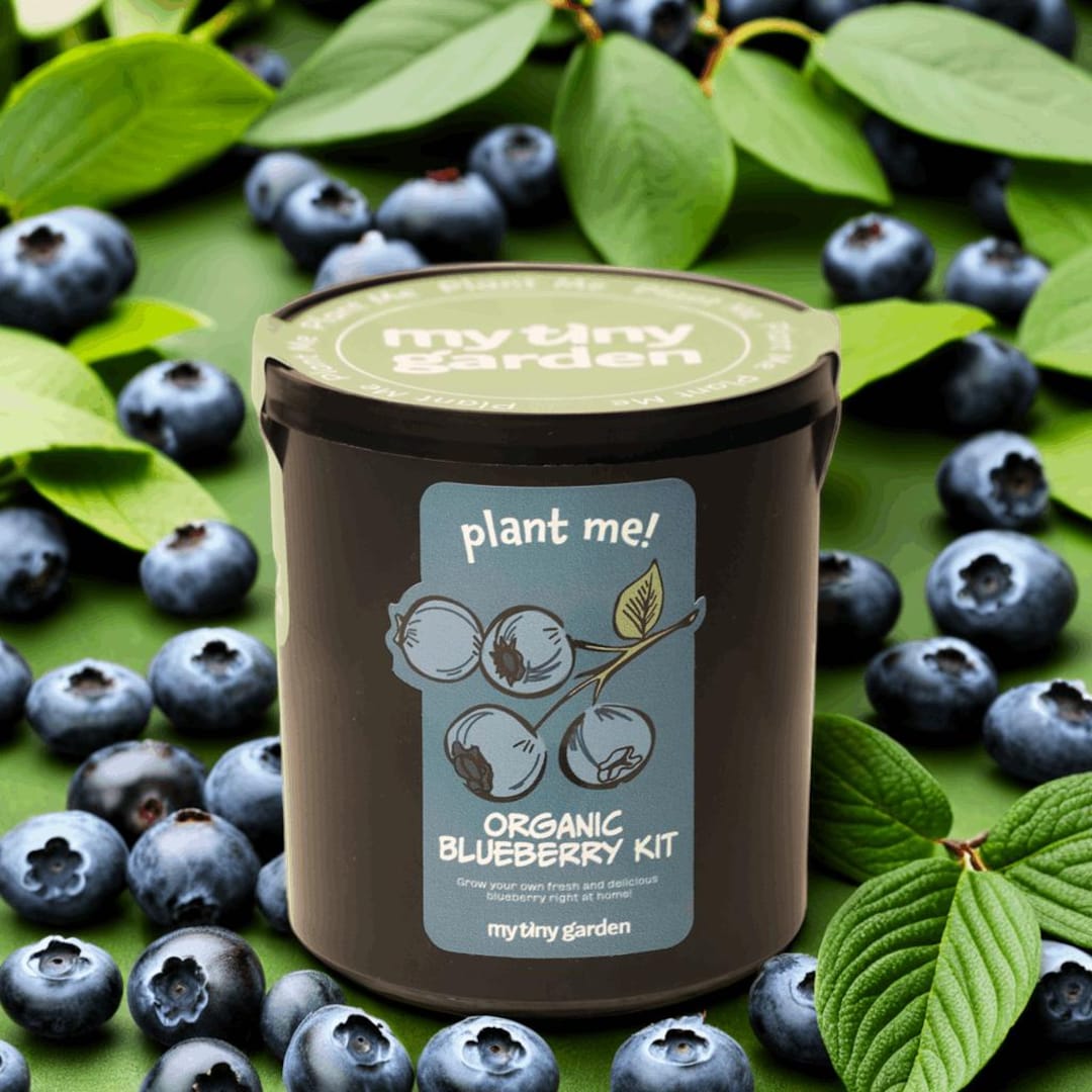 Blueberry Plant Kit - Grow Blueberries Right at Home - Etsy